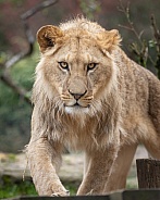 Lions – Wildlife Reference Photos for Artists