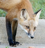 Foxes – Wildlife Reference Photos for Artists