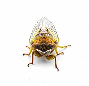 Insects / Beetles / Spiders – Wildlife Reference Photos for Artists