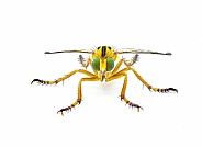 Insects / Beetles / Spiders – Wildlife Reference Photos for Artists