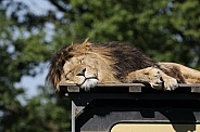 Lions – Wildlife Reference Photos for Artists
