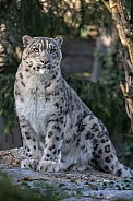 Snow Leopards – Wildlife Reference Photos for Artists