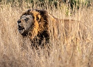 Lions – Wildlife Reference Photos for Artists
