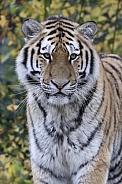 Tigers – Wildlife Reference Photos for Artists
