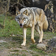 Wolves – Wildlife Reference Photos for Artists