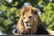 Lions – Wildlife Reference Photos for Artists