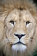 Lions – Wildlife Reference Photos for Artists