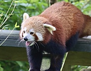 Bears / Giant Pandas / Red Pandas – Wildlife Reference Photos for Artists