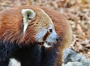 Bears / Giant Pandas / Red Pandas – Wildlife Reference Photos for Artists