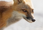 Foxes – Wildlife Reference Photos for Artists