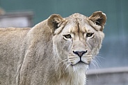 Lions – Wildlife Reference Photos for Artists