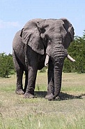 Elephants – Wildlife Reference Photos for Artists