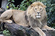 Lions – Wildlife Reference Photos for Artists