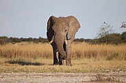 Elephants – Wildlife Reference Photos for Artists