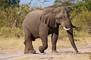 Elephants – Wildlife Reference Photos for Artists