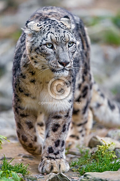Snow Leopard – Wildlife Reference Photos for Artists