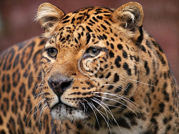 Leopard – Wildlife Reference Photos for Artists