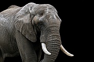 Elephants – Wildlife Reference Photos for Artists