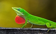 Reptiles / Lizards / Amphibians / Snakes – Wildlife Reference Photos ...
