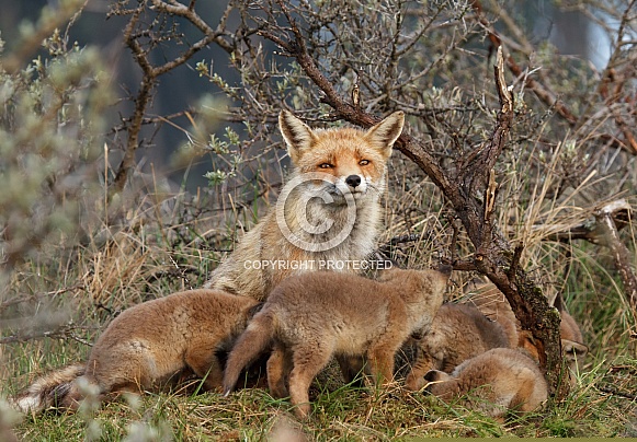 The red fox family – Wildlife Reference Photos for Artists