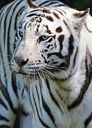 Tigers – Wildlife Reference Photos for Artists