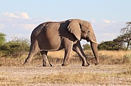 Elephants – Wildlife Reference Photos for Artists