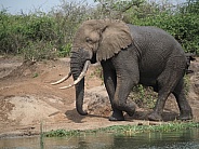 Elephants – Wildlife Reference Photos for Artists