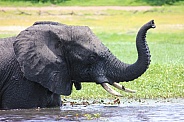 Elephants – Wildlife Reference Photos for Artists