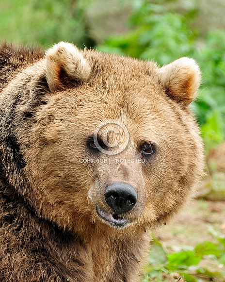 Brown Bear – Wildlife Reference Photos for Artists