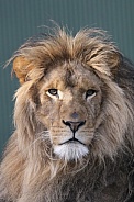 Lions – Wildlife Reference Photos for Artists