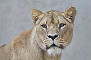 Lions – Wildlife Reference Photos for Artists