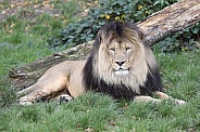 Lions – Wildlife Reference Photos for Artists