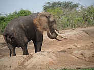Elephants – Wildlife Reference Photos for Artists