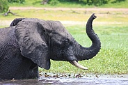 Elephants – Wildlife Reference Photos for Artists