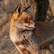 Foxes – Wildlife Reference Photos for Artists