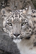 Snow Leopards – Wildlife Reference Photos for Artists