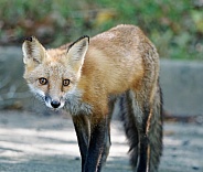 Foxes – Wildlife Reference Photos for Artists