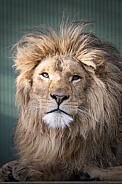 Lions – Wildlife Reference Photos for Artists