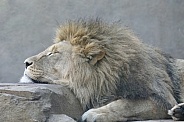 Lions – Wildlife Reference Photos for Artists