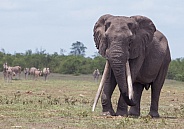 Elephants – Wildlife Reference Photos for Artists