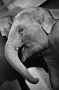 Elephants – Wildlife Reference Photos for Artists