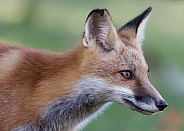 Foxes – Wildlife Reference Photos for Artists
