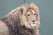 Lions – Wildlife Reference Photos for Artists