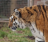 Wildlife Reference Photos for Artists