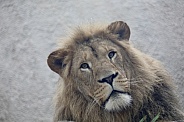 Lions – Wildlife Reference Photos for Artists