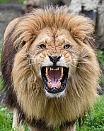 Lions – Wildlife Reference Photos for Artists
