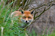 Foxes – Wildlife Reference Photos for Artists