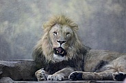 Lions – Wildlife Reference Photos for Artists