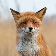 Foxes – Wildlife Reference Photos for Artists
