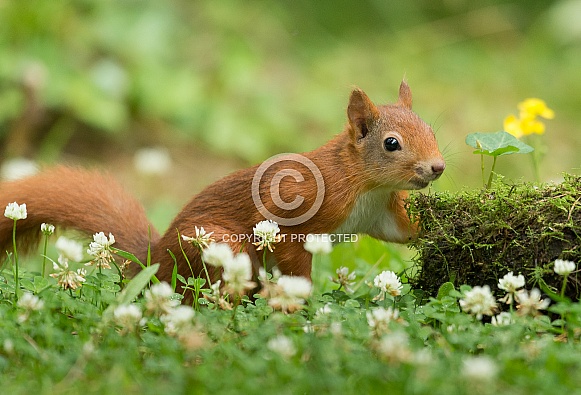 Red Squirrel – Wildlife Reference Photos for Artists